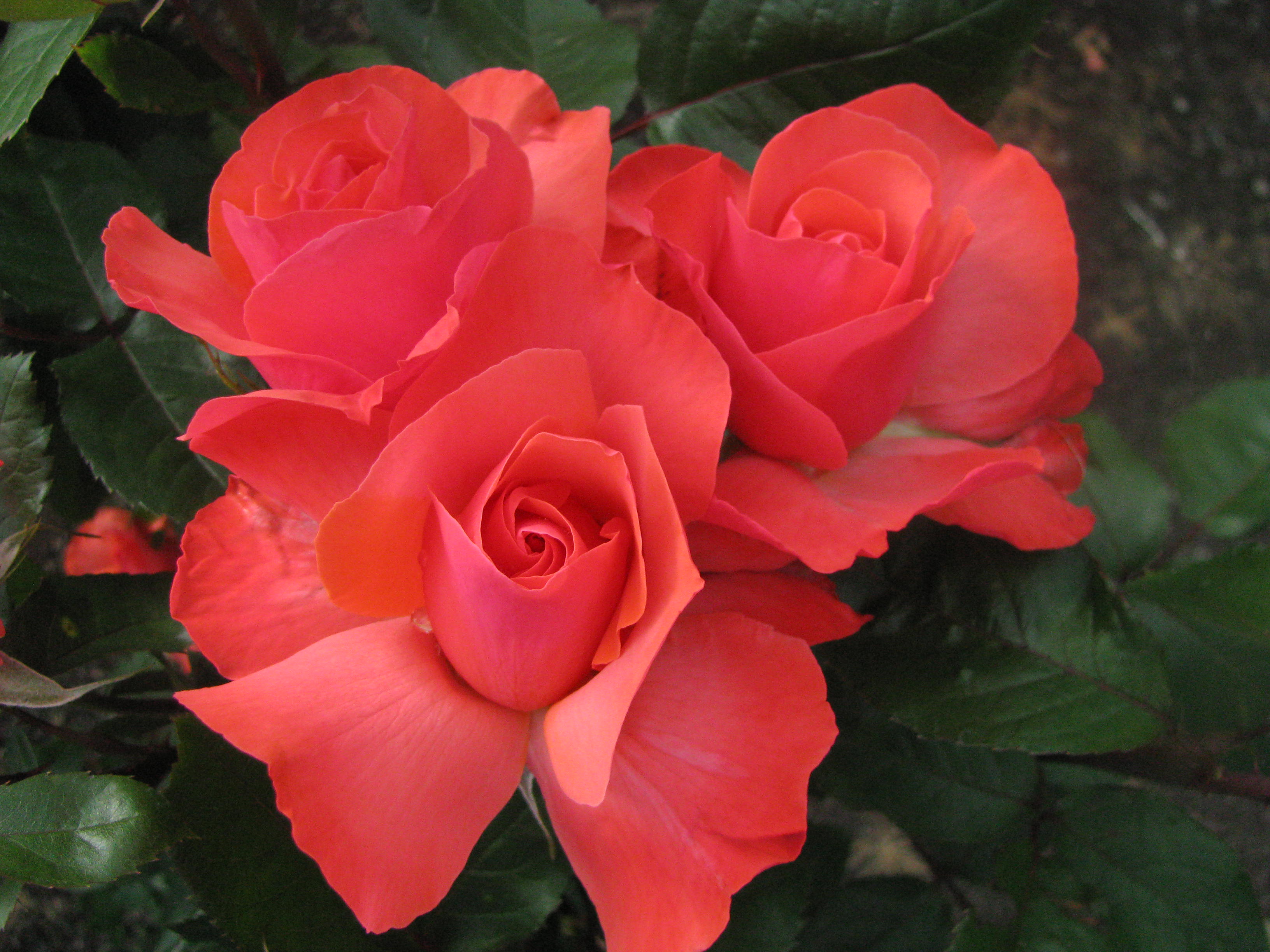 July - Tintinara - The New Zealand Rose Society