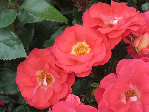 Free flowering, healthy roses feature among winning roses - The New ...