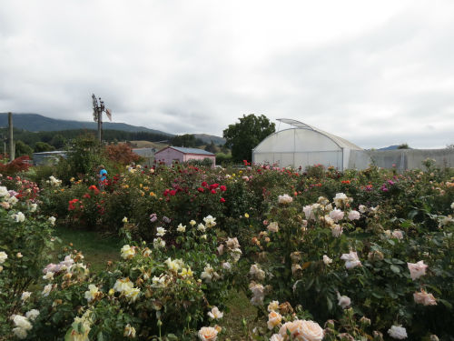 Tasman Bay Roses - Motueka - The New Zealand Rose Society