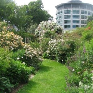 The New Zealand Rose Society Official Website