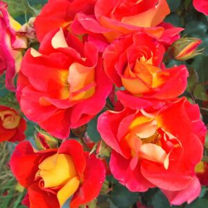 The New Zealand Rose Society Official Website