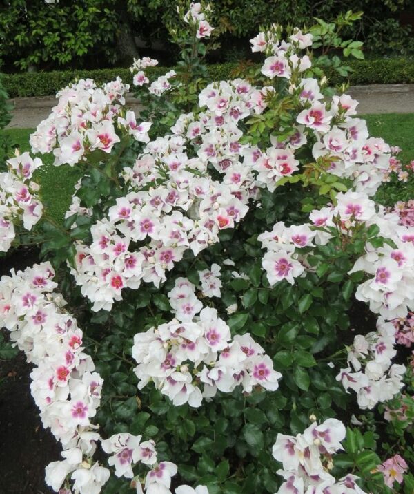 Inkspots - The New Zealand Rose Society