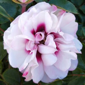 The New Zealand Rose Society Official Website