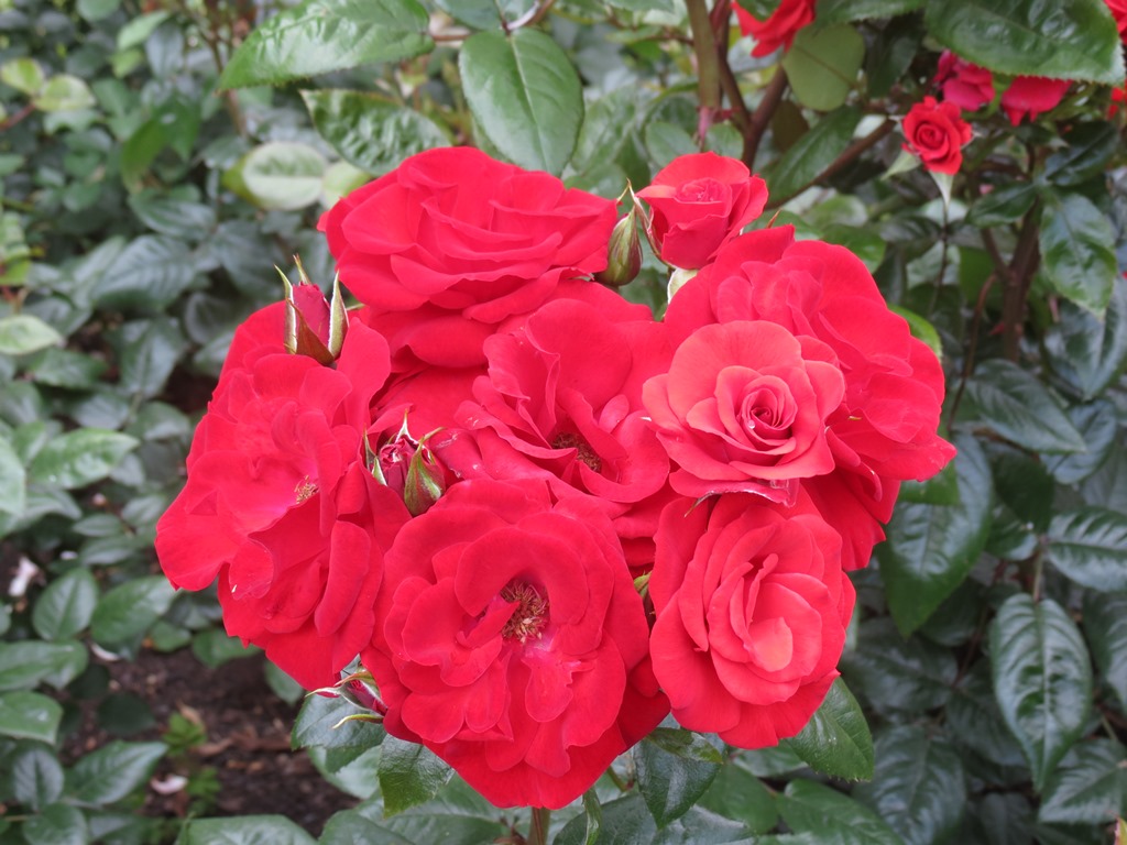 Centurion - The New Zealand Rose Society