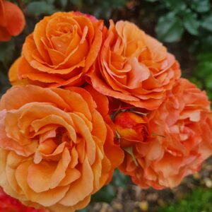 The New Zealand Rose Society Official Website