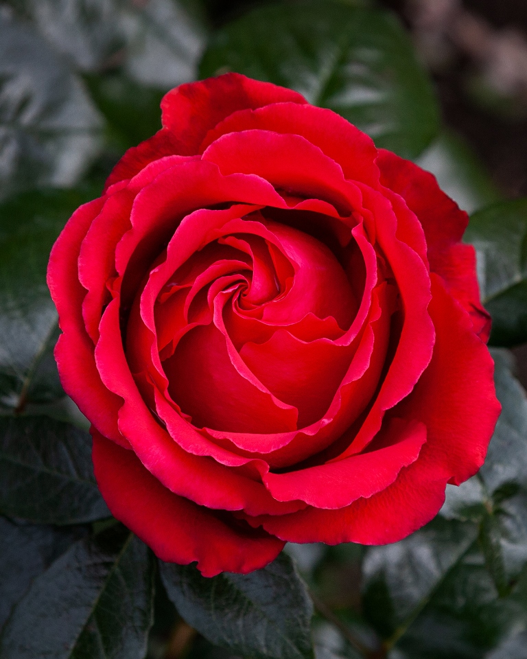 Aroha - The New Zealand Rose Society
