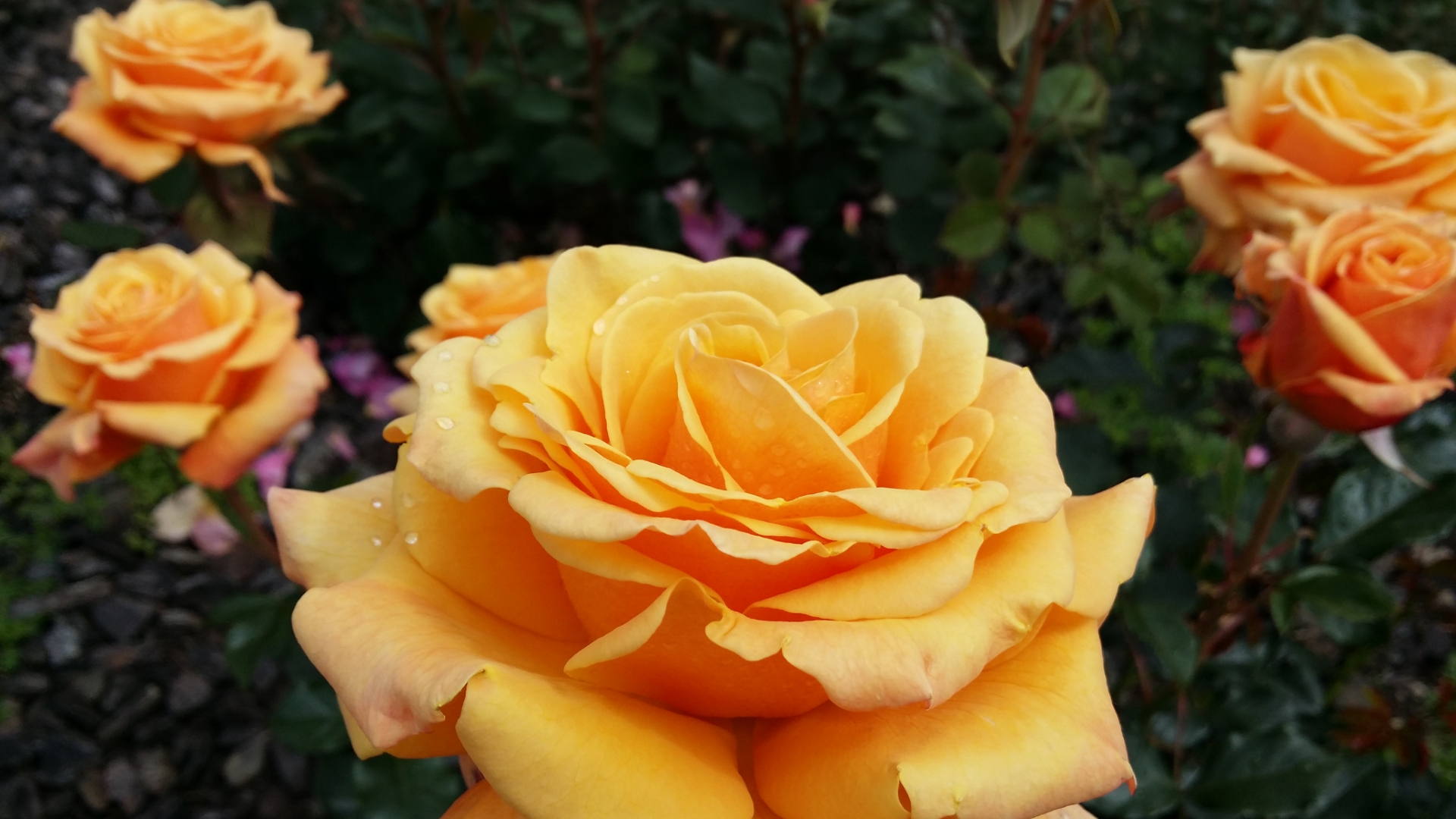 Rose Finder - The New Zealand Rose Society